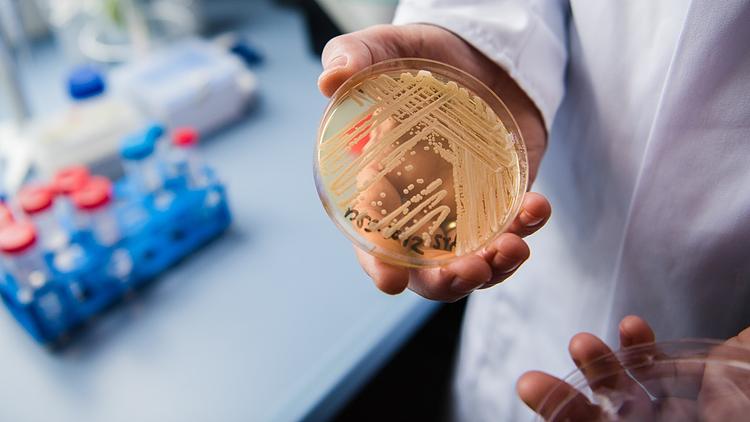 Verity - Global Spread of Candida Auris Reaches 60 Countries