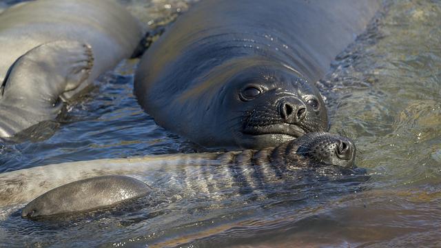 Verity - Study: H5N1 Kills 75% of Seal Pups on Australia's Heard Island